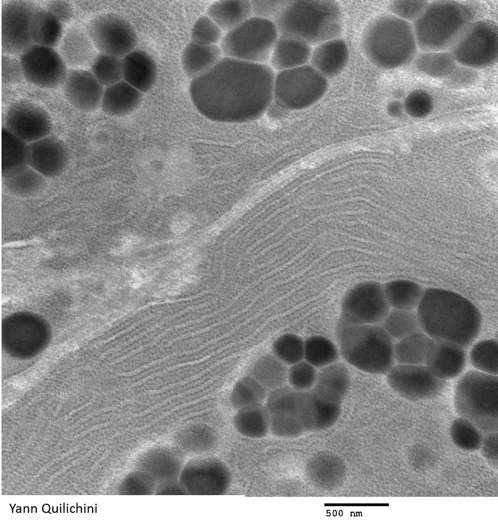 Uranyless aqueous | Fixative solution
