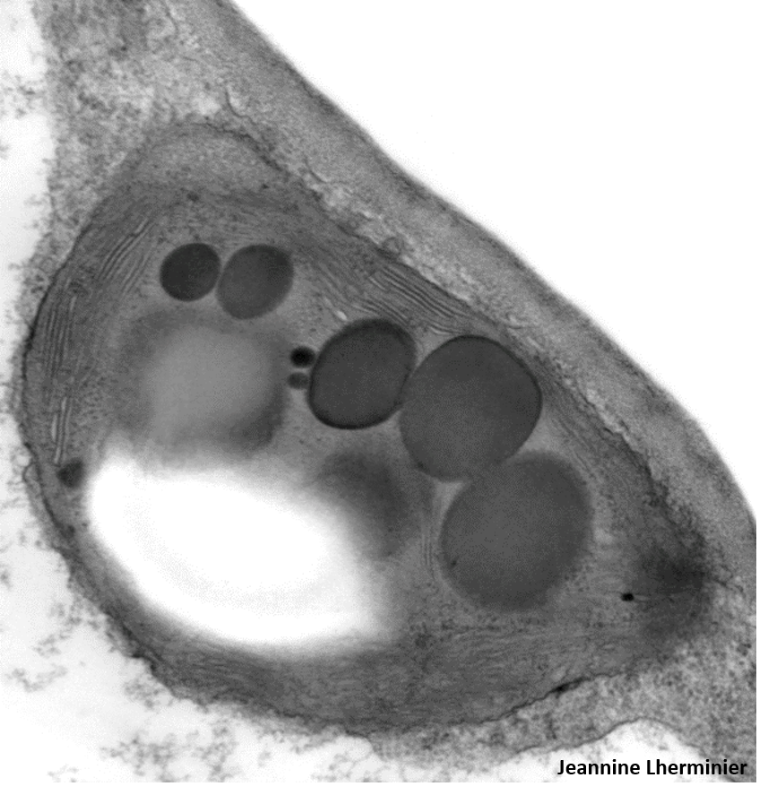 Uranyless aqueous | Fixative solution