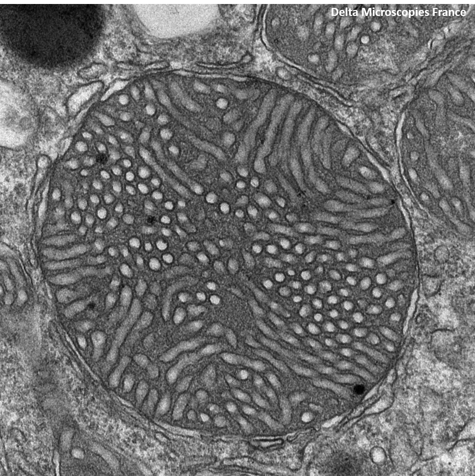 Uranyless aqueous | Fixative solution